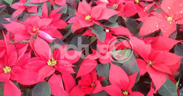 La flor de Noche Buena comienza a inundar las calles de Guanajuato ...