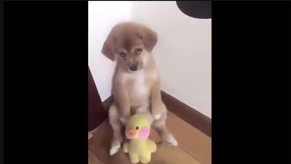 Perrito regañado conmueve a usuarios en las redes sociales