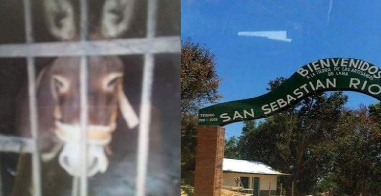 ‘Arrestan’ a burro en Oaxaca; suma 48 horas sin agua ni comida