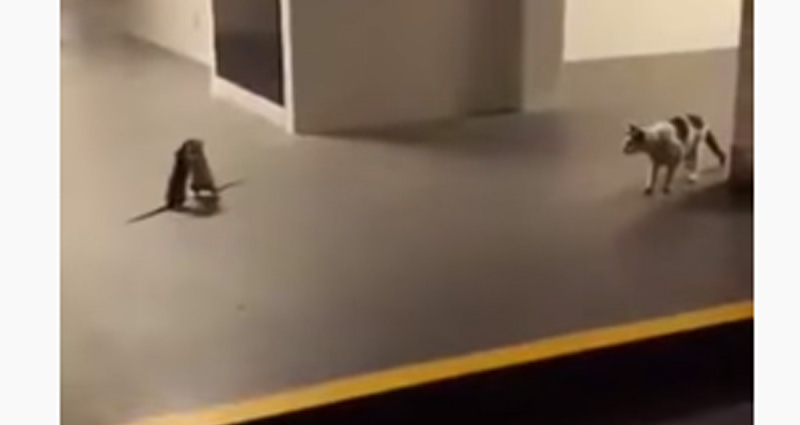 Mientras dos ratas se pelean entre sí, un gato las observa a la distancia