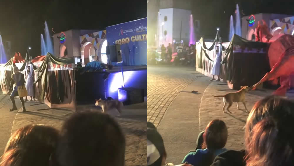 (VIDEO) Viralizan a perrito que "lucha" contra dragón en obra teatral ...