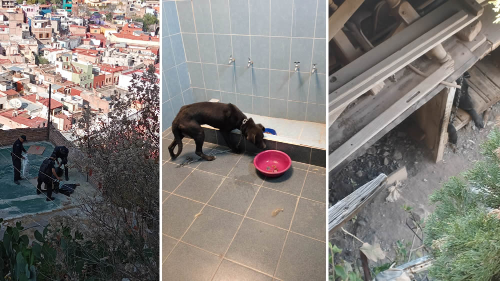 Abandonan a dos perritos en una azotea: uno muere | Periódico Notus