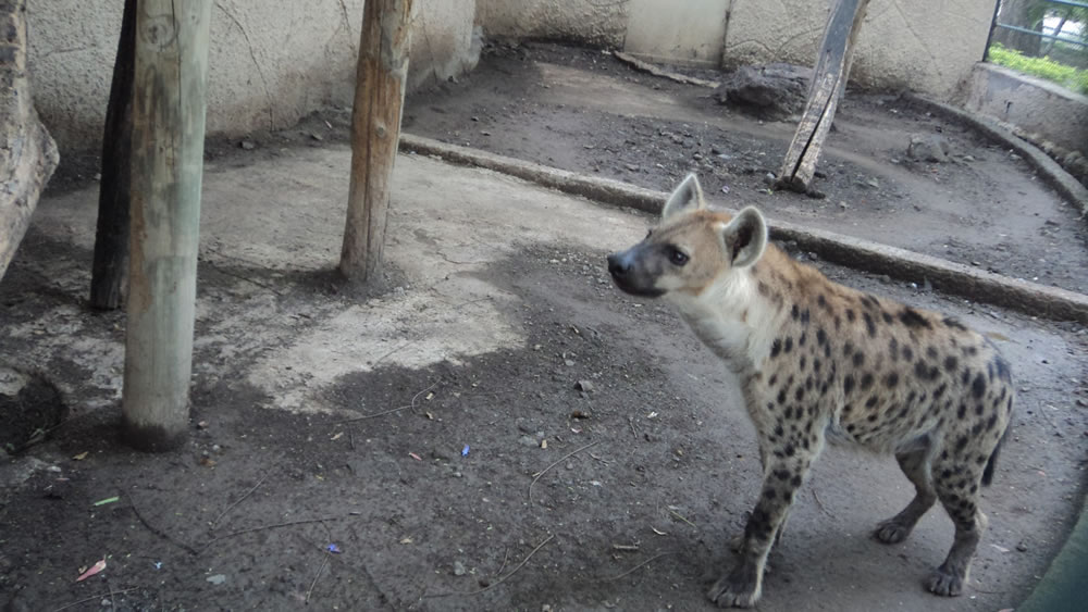 Niru, la hiena moteada te espera en el Zoológico de Irapuato