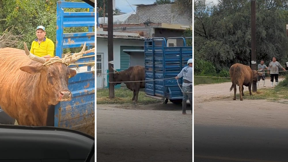 Toro "corre por su vida" y embiste a dos personas